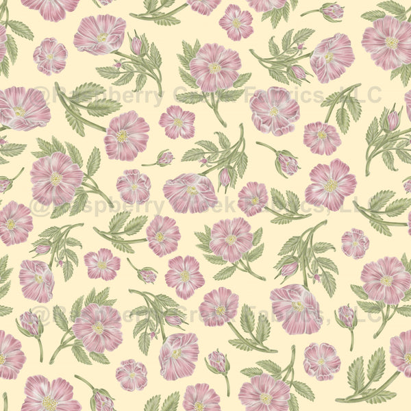 Wild Prairie Rose Flower, Iowa State Flower, North Dakota State Flower ...